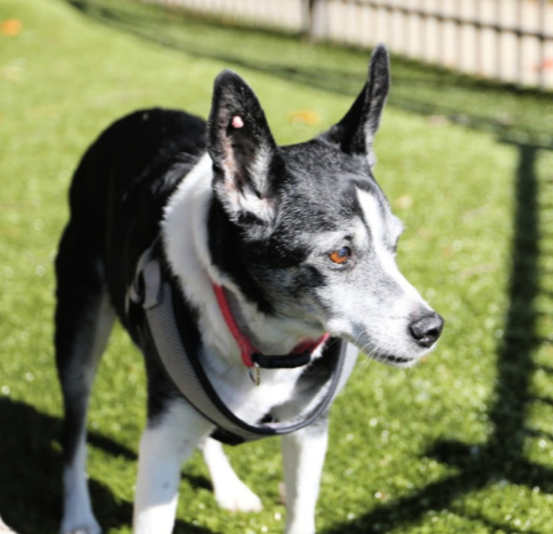 Trigger - Top Dog Foundation